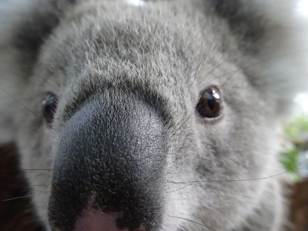 Why study medicines for koalas? – Koala Medicines