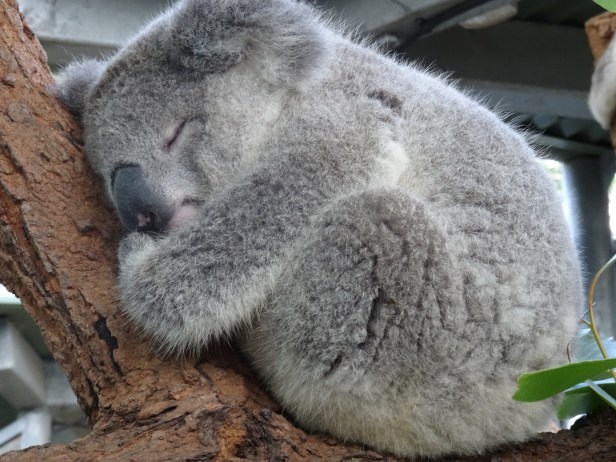 Koalas have ‘tricky’ plasma… – Koala Medicines