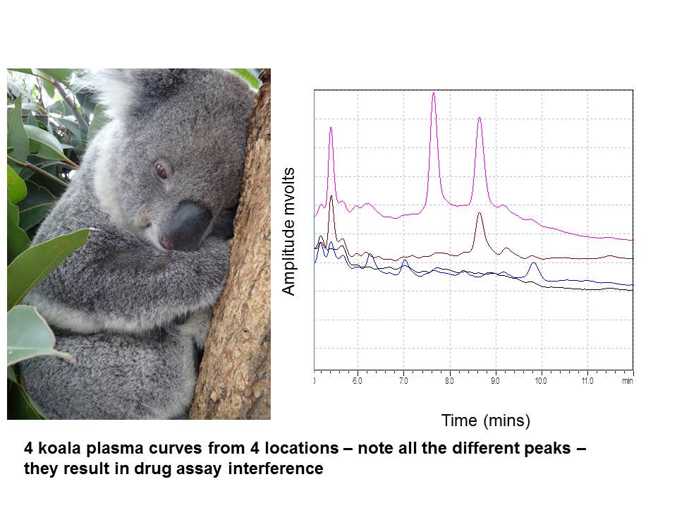 Koalas have ‘tricky’ plasma… – Koala Medicines