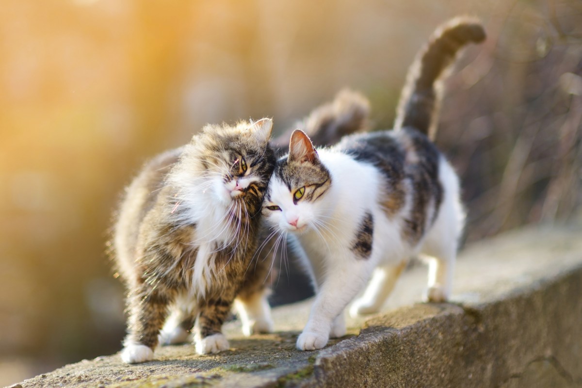 Study into a possible treatment for Feline Infectious Peritonitis ...