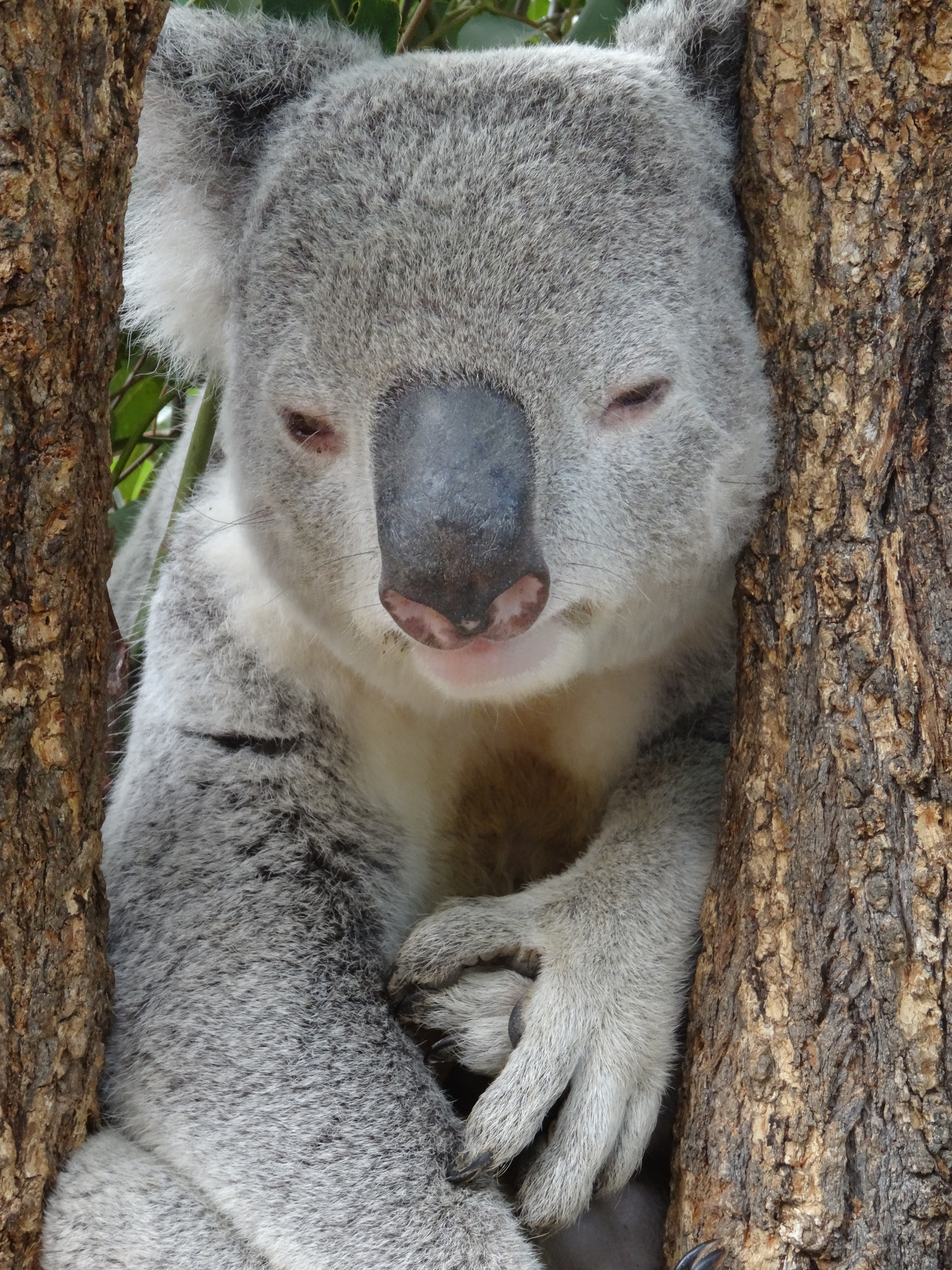 Koala blood – has variable, antibacterial activity – Koala Medicines