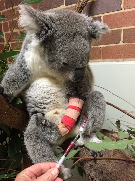 Video – Treating koalas with paracetamol – Koala Medicines